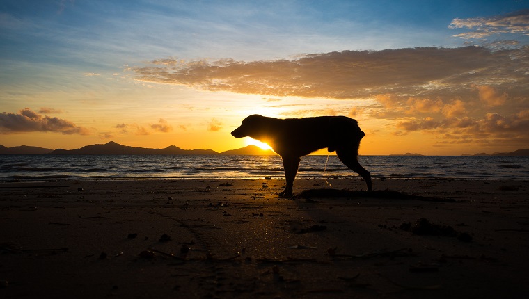 Diagnosing And Treating Urinary Incontinence In Dogs - DogTime