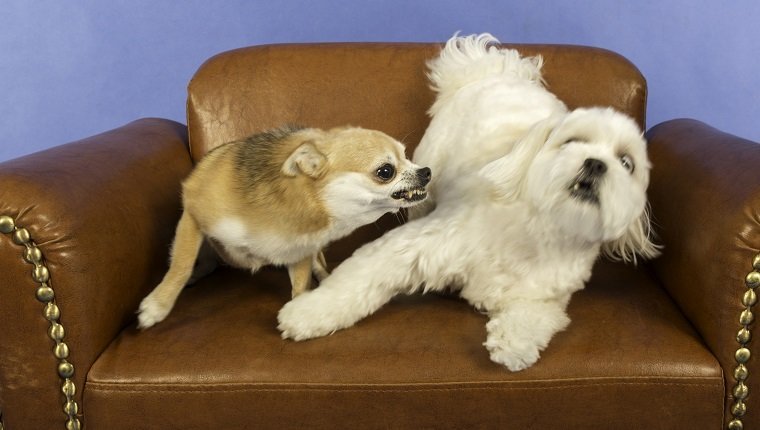 Dog Growling: What It Means & What You Should Do - DogTime