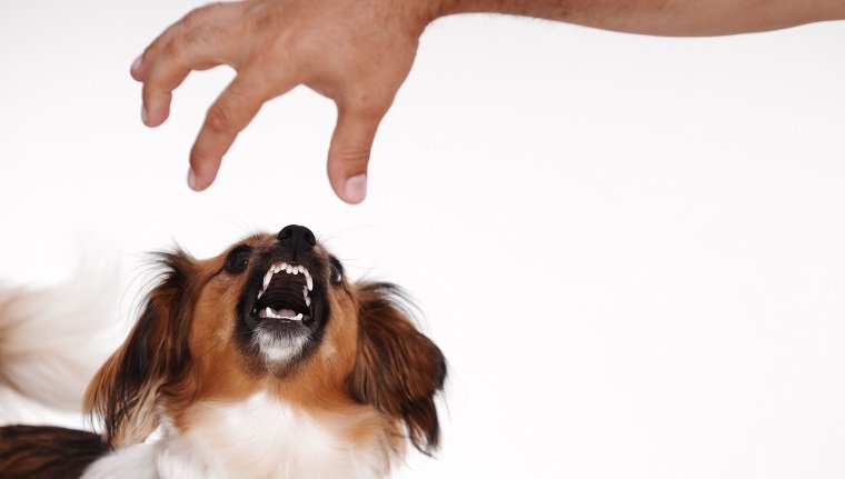 Dog Growling: What It Means & What You Should Do - DogTime