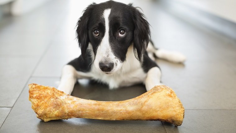 Which Dog Bones Are Safe For Your Pup?