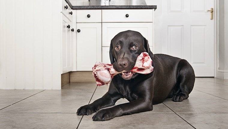 Which Dog Bones Are Safe For Your Pup?