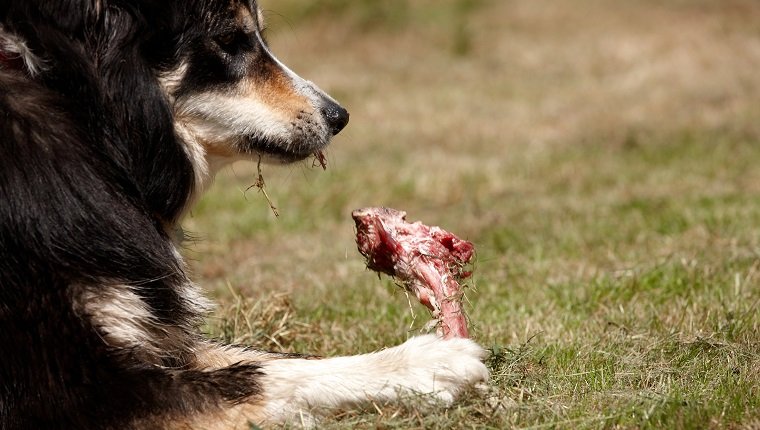 Which Dog Bones Are Safe For Your Pup?