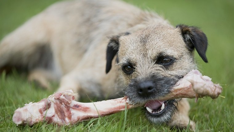 Which Dog Bones Are Safe For Your Pup?