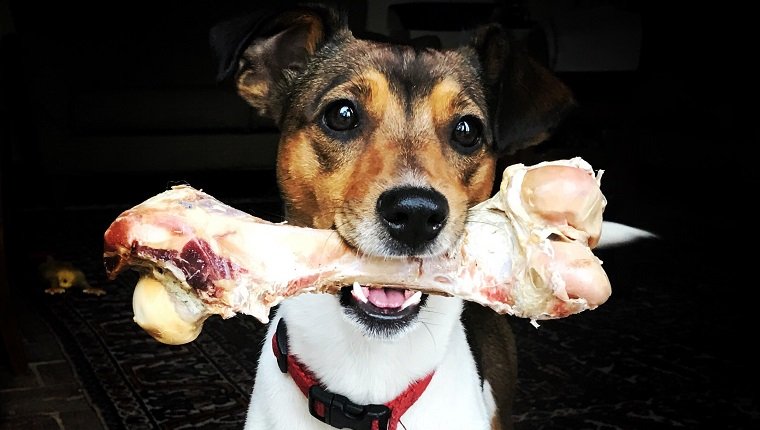 Which Dog Bones Are Safe For Your Pup?