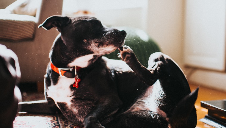 Dog Allergies: Common Types And What To Do About Them - DogTime