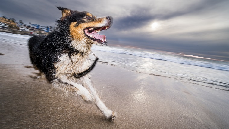 What Are My Dog's Exercise Needs? - DogTime