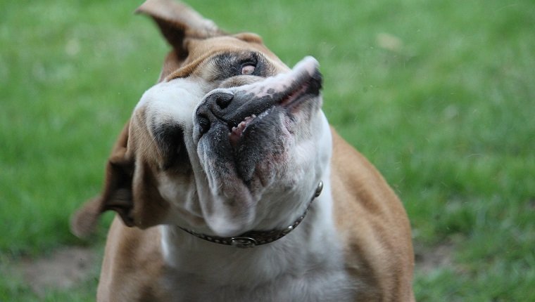 My Dog Keeps Shaking His Head! What Does That Mean? - DogTime