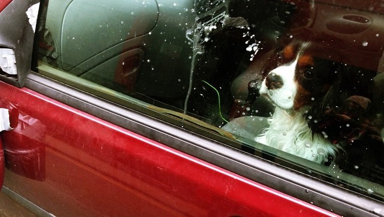 What To Do If You See A Dog In A Hot Car - DogTime