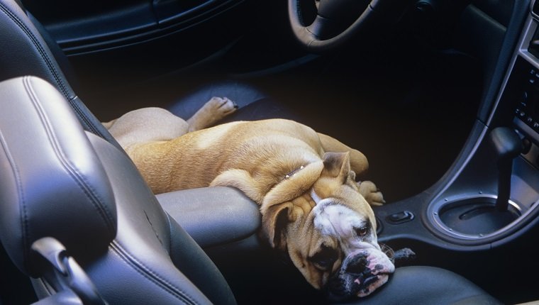 What To Do If You See A Dog In A Hot Car - DogTime