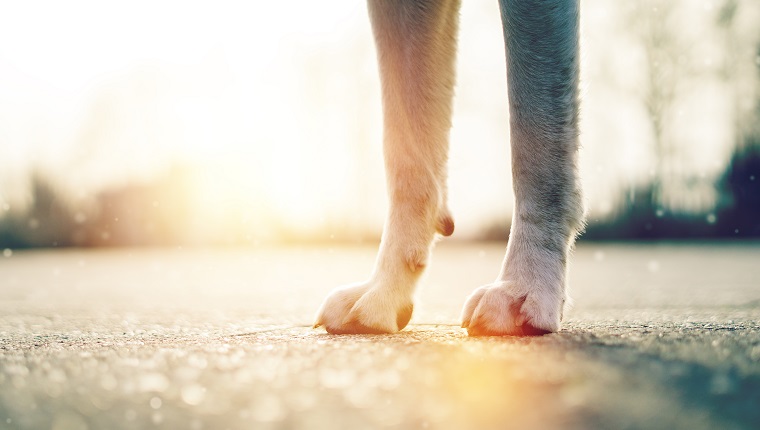 Hot Pavement: The Damage It Can Do To Your Dog's Paws & How To Avoid It ...