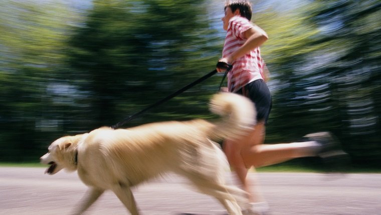 Is Jogging Or Running Safe For Dogs? - DogTime