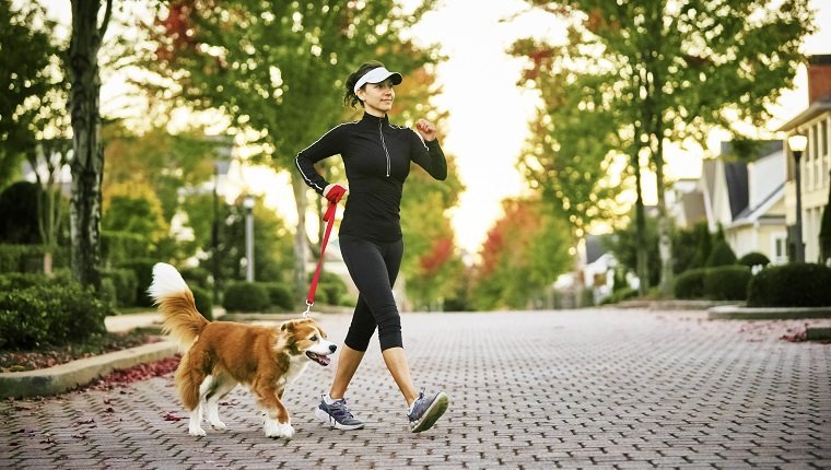 Is Jogging Or Running Safe For Dogs? - DogTime