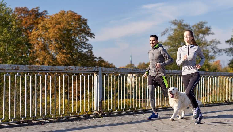 Is Jogging Or Running Safe For Dogs? - DogTime
