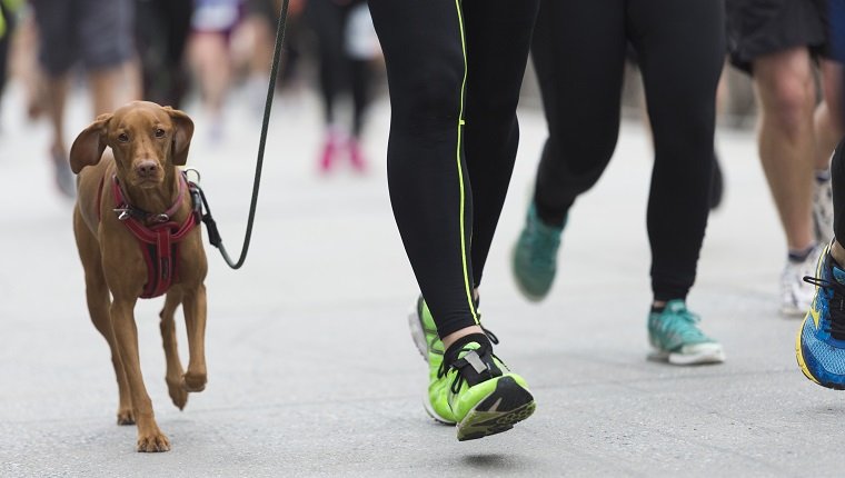 Is Jogging Or Running Safe For Dogs? - DogTime