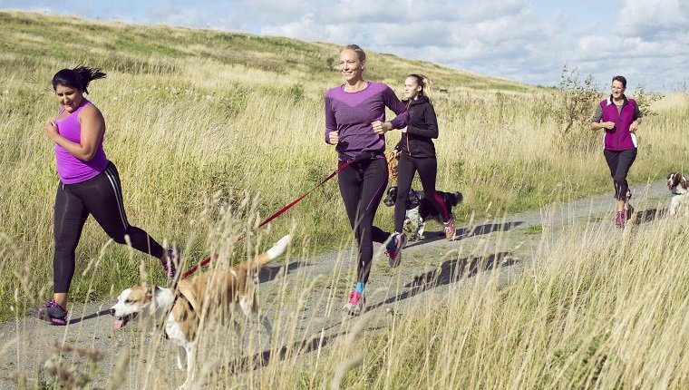 Is Jogging Or Running Safe For Dogs? - DogTime