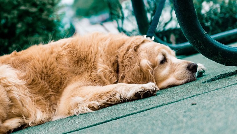 Addison's Disease In Dogs: Symptoms, Causes, And Treatment - DogTime