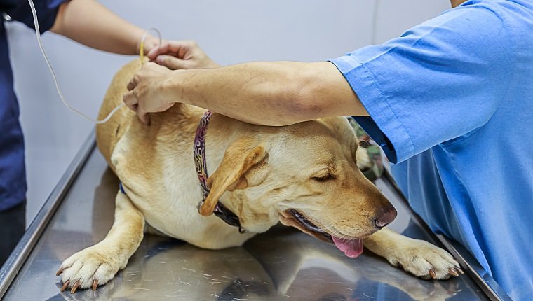 Addison's Disease In Dogs: Symptoms, Causes, And Treatment - DogTime