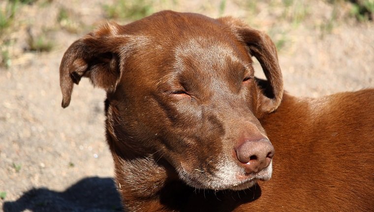 Anaphylaxis In Dogs: Symptoms, Causes, And Treatments - DogTime