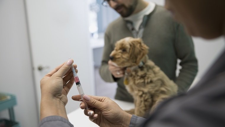 Anaphylaxis In Dogs: Symptoms, Causes, And Treatments - DogTime