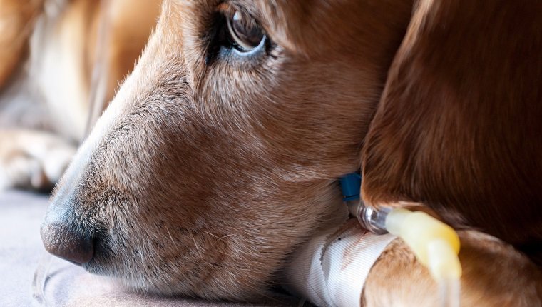 Anemia In Dogs: Causes, Symptoms, & Treatment - DogTime