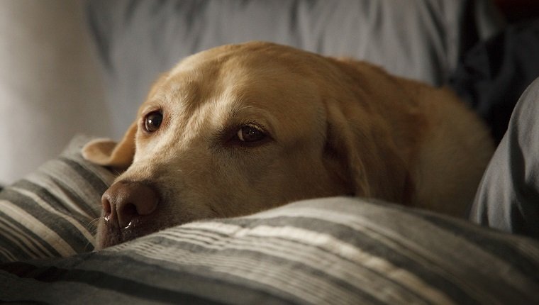 Autoimmune Disease In Dogs: Types, Symptoms, & Treatments - DogTime