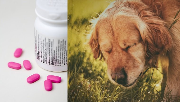 Benadryl For Dogs: Dosage, Uses, & Side Effects - DogTime