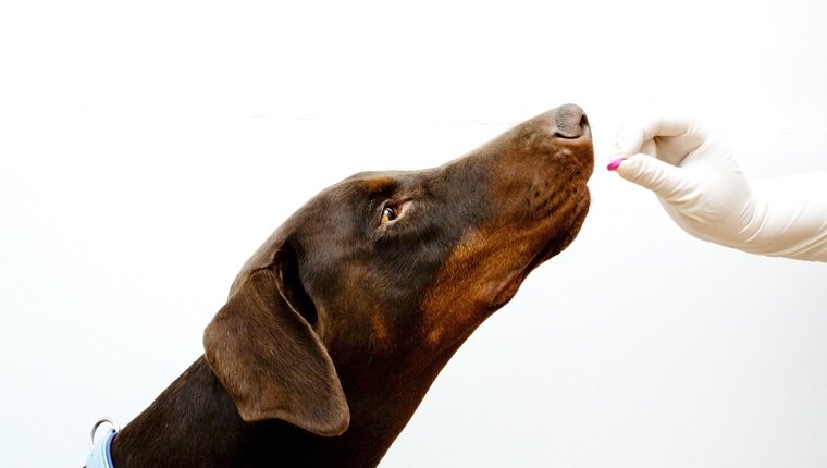 Benadryl for Dogs: Dosage, Uses, & Side Effects