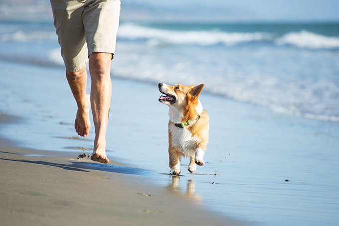 The 10 Best Dog Friendly Beaches in the U.S. - DogTime