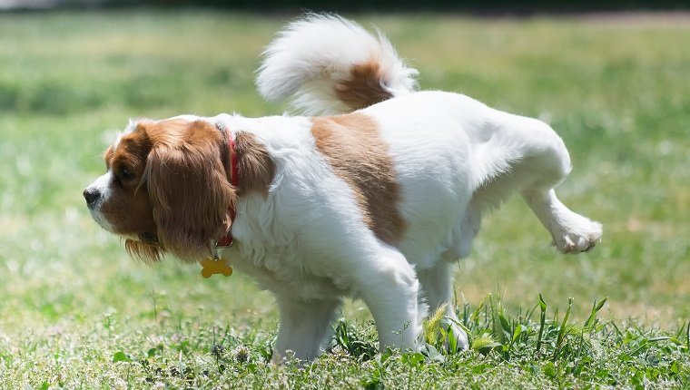 Bladder Infections In Dogs: Symptoms, Causes, And Treatments - DogTime
