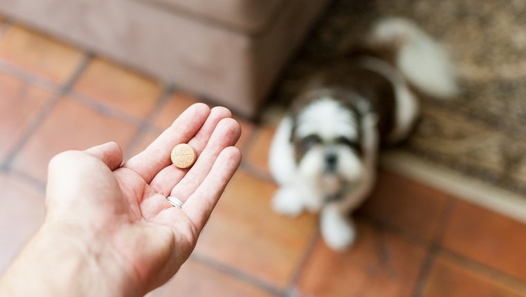 Diazepam (Valium) For Dogs: Uses, Dosage, And Side Effects