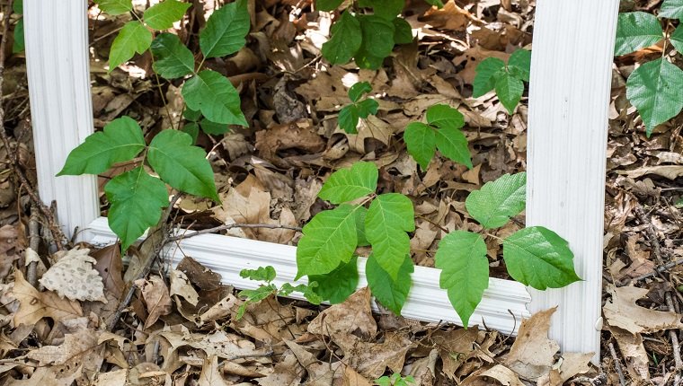 Poison Ivy & Dogs: What It Looks Like, Symptoms, & Treatment - DogTime