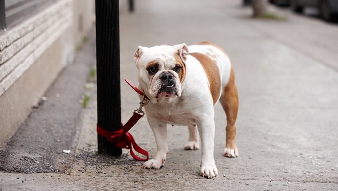 Pet Theft Awareness Day: A Police Officer's Tips To Protect Pooches ...
