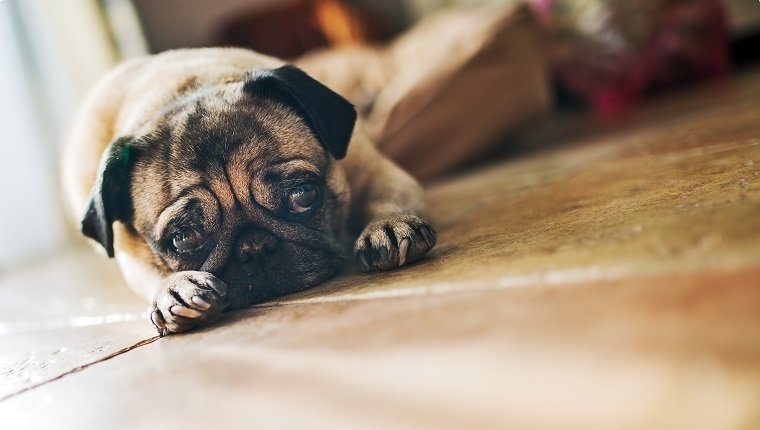 E. Coli Infection In Dogs: Symptoms, Causes, & Treatments - DogTime