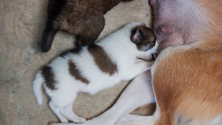 E. Coli Infection In Dogs: Symptoms, Causes, & Treatments - DogTime
