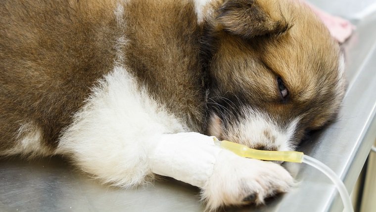 E. Coli Infection In Dogs: Symptoms, Causes, & Treatments - DogTime