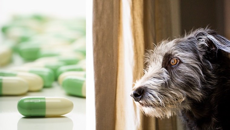 Fluoxetine (Prozac) For Dogs: Uses, Dosage, & Side Effects - DogTime