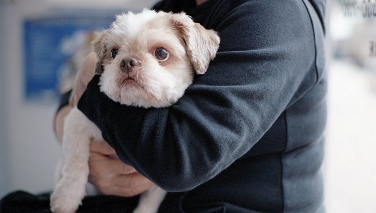 Fluoxetine (Prozac) For Dogs: Uses, Dosage, & Side Effects - DogTime