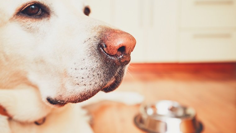 Gastritis In Dogs: Symptoms, Causes, And Treatments - DogTime