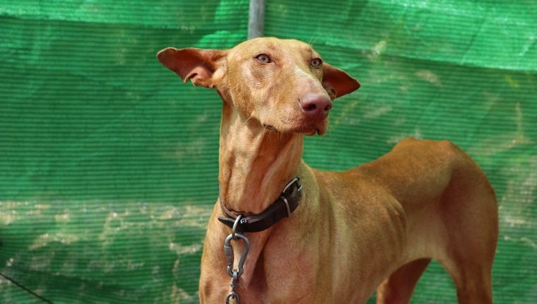Hyperthyroidism In Dogs: Symptoms, Causes, And Treatments - DogTime