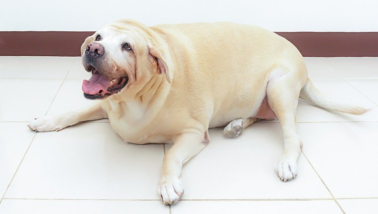 Hypothyroidism In Dogs: Causes, Symptoms, And Treatments - DogTime