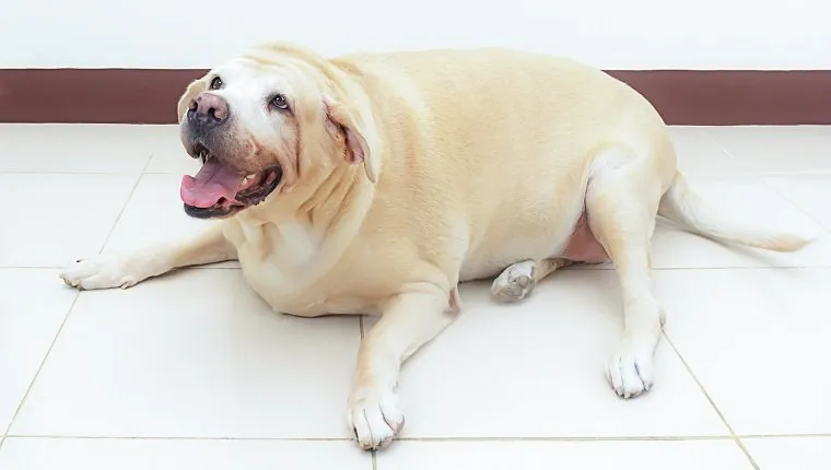 Hypothyroidism In Dogs: Causes, Symptoms, And Treatments - DogTime