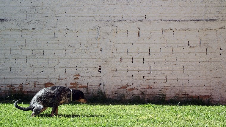 Irritable Bowel Syndrome (IBS) In Dogs: Symptoms, Causes, And ...