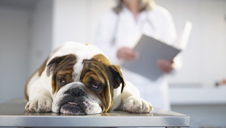 Leukemia In Dogs: Symptoms, Causes, And Treatments - DogTime