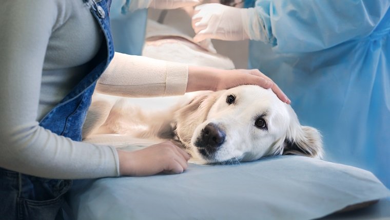 Leukemia In Dogs: Symptoms, Causes, And Treatments - DogTime