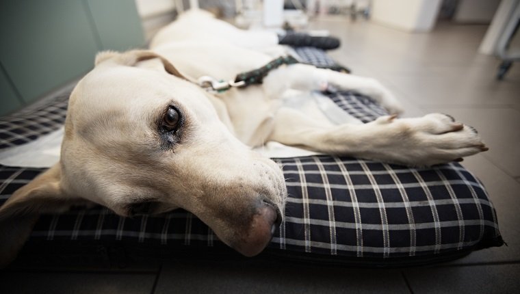 Leukemia In Dogs: Symptoms, Causes, And Treatments - DogTime