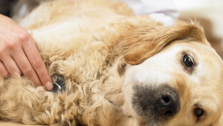 Lupus in Dogs: Symptoms, Causes, & Treatment
