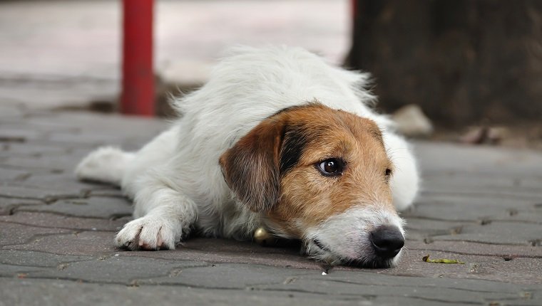 Lupus in Dogs: Symptoms, Causes, & Treatment
