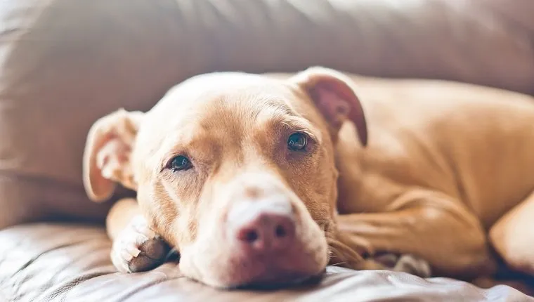 Lupus in Dogs: Symptoms, Causes, & Treatment
