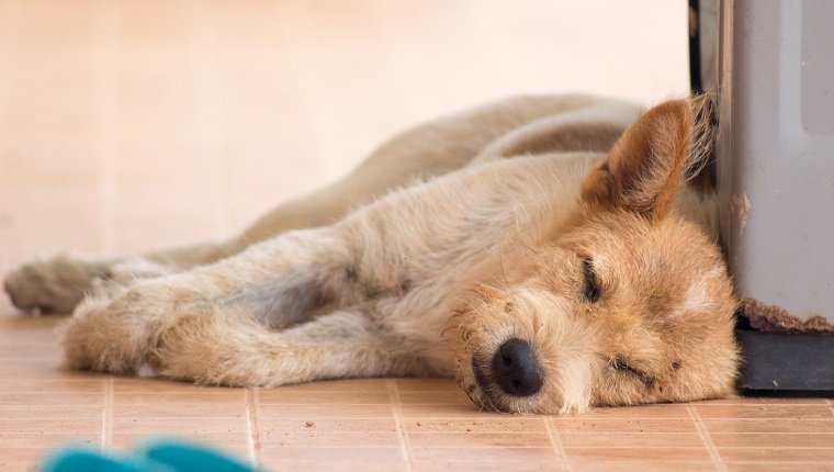 Lyme Disease In Dogs: Symptoms, Causes, & Treatments - DogTime