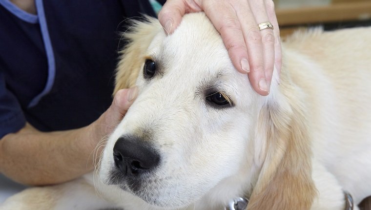 Meningitis In Dogs: Symptoms, Causes, And Treatments - DogTime